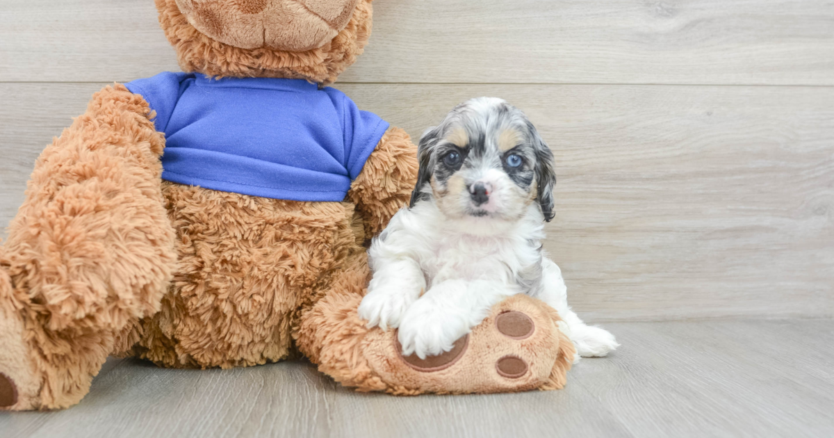 Adorable Cockapoo Remedy: 3lb 7oz Doodle Puppy