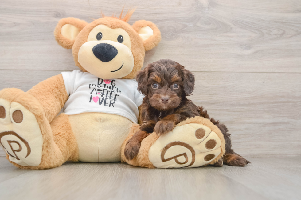 Cockapoo Puppies for Sale | Premier Pups
