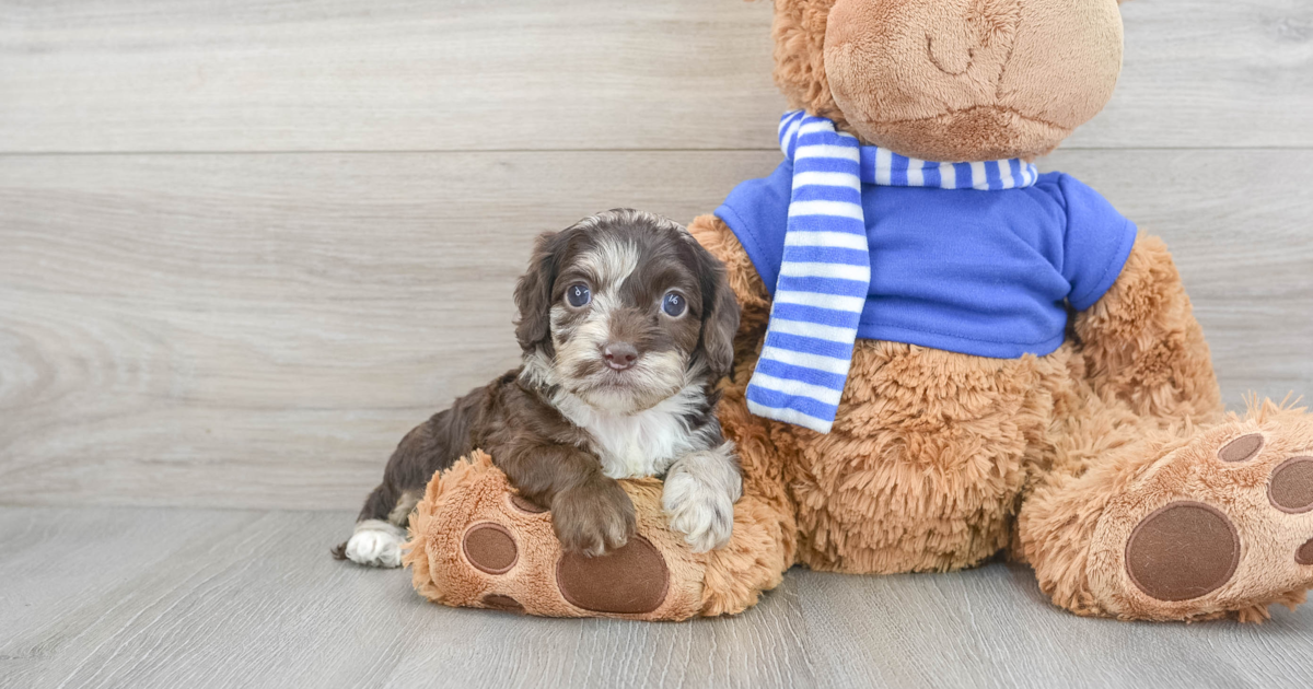 Friendly Cockapoo Rowdy: 4lb 10oz Doodle Puppy