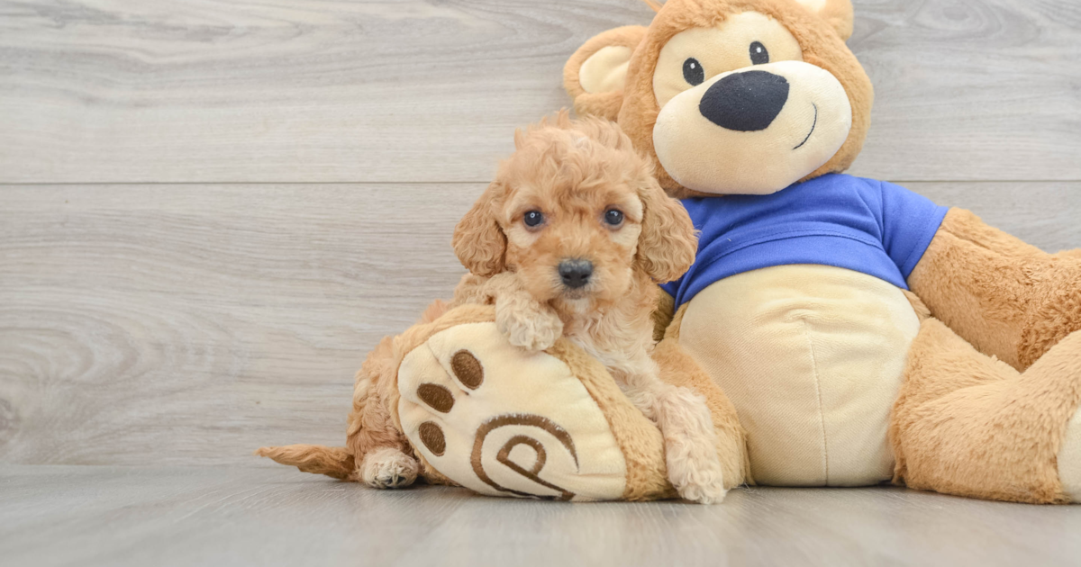 Funny Cockapoo Seneca: 4lb 13oz Doodle Puppy