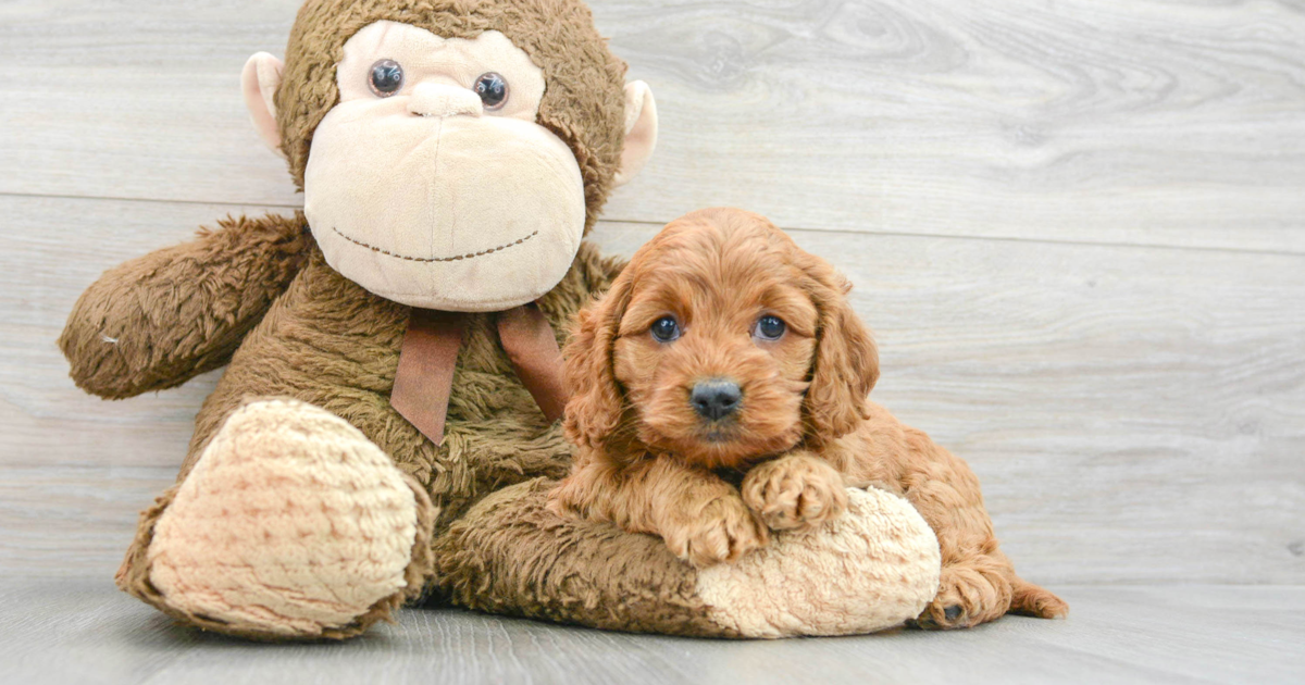 Smart Cockapoo Sephora: 6lb 9oz Doodle Puppy