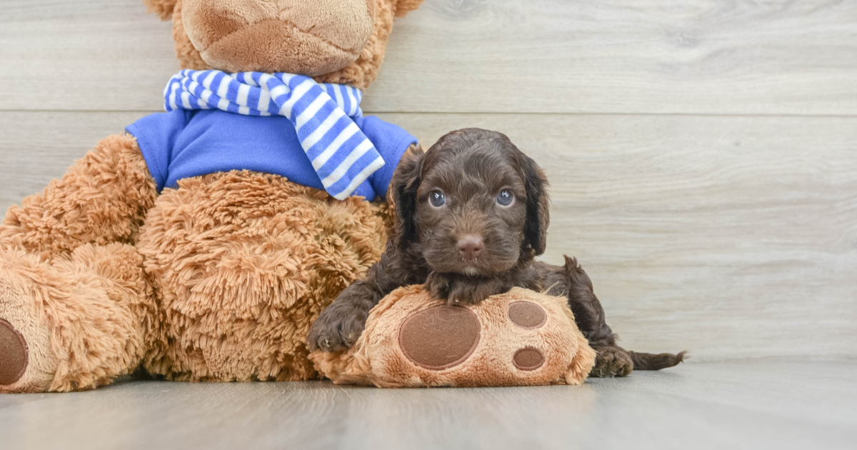 Sweet Cockapoo Shadow: 4lb 10oz Doodle Puppy