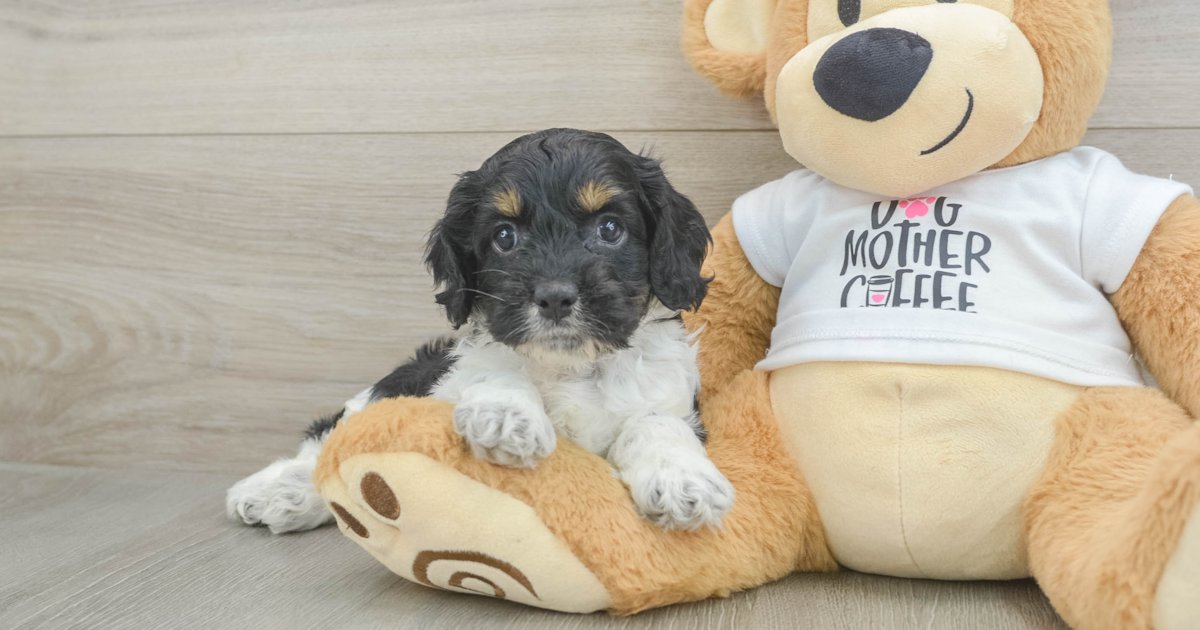 Popular Cockapoo Shadow: 5lb 14oz Doodle Puppy