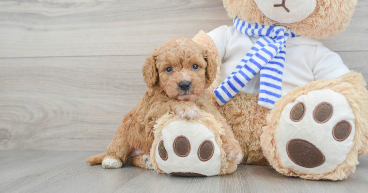 Playful Cockapoo Sublime: 3lb 15oz Doodle Puppy
