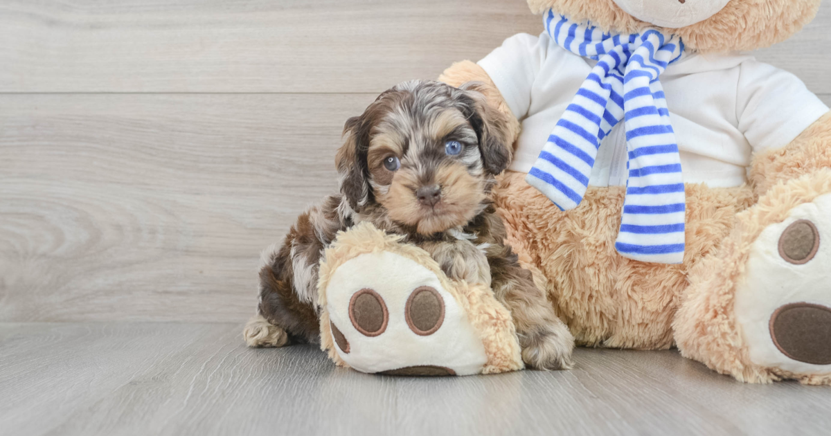 Funny Cockapoo Sublime: 4lb 10oz Doodle Puppy