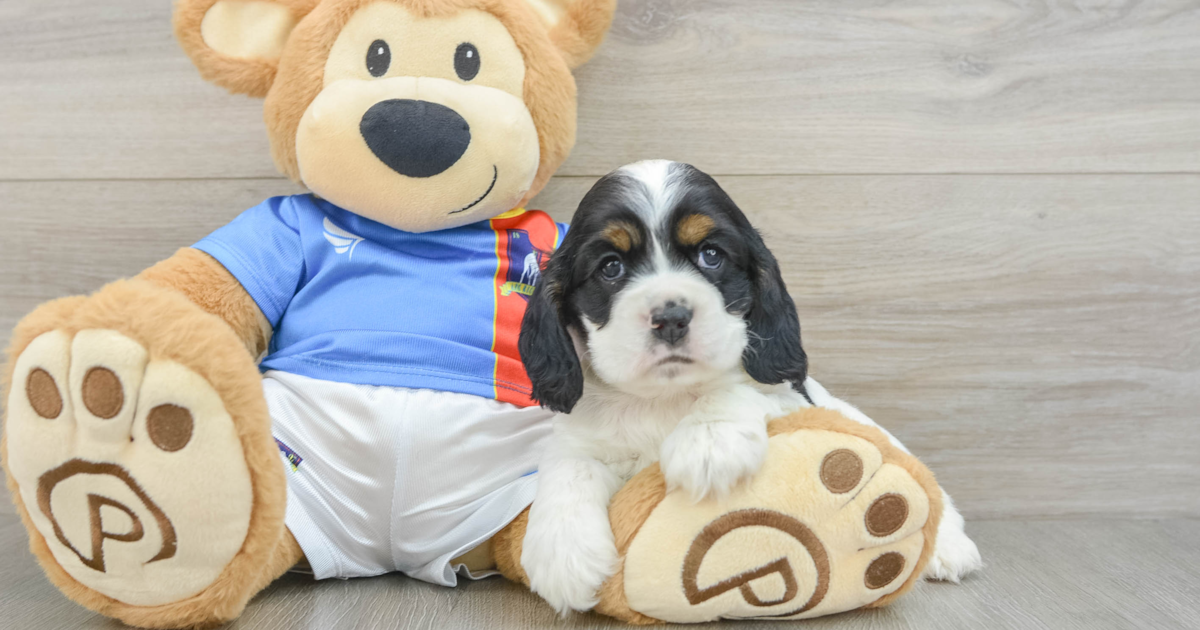 Cute Cocker Spaniel Prince: 7lb 8oz Purebred Puppy