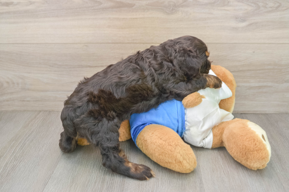 Cocker Spaniel Queen Bee: 4lb 10oz Purebred Puppy