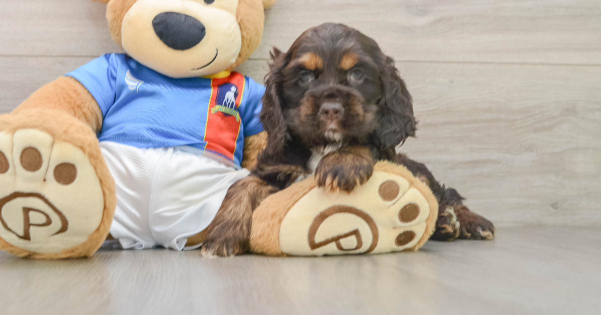 Cocker Spaniel Queen Bee: 4lb 10oz Purebred Puppy