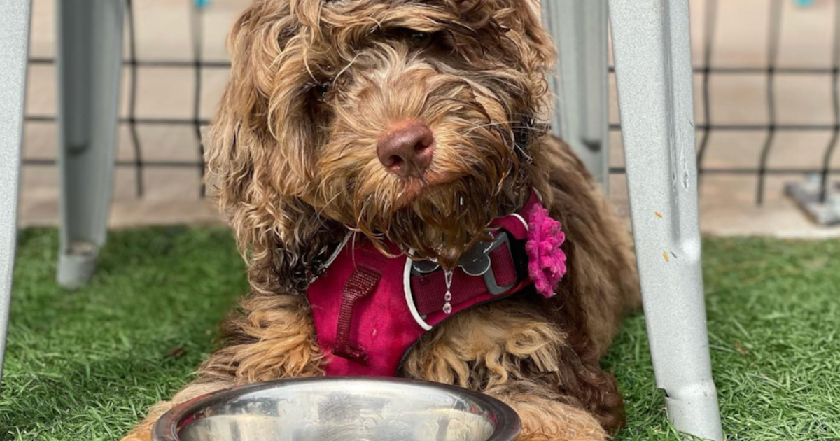 Complete Cockapoo Colors Guide: Patterns, Fading + Photos