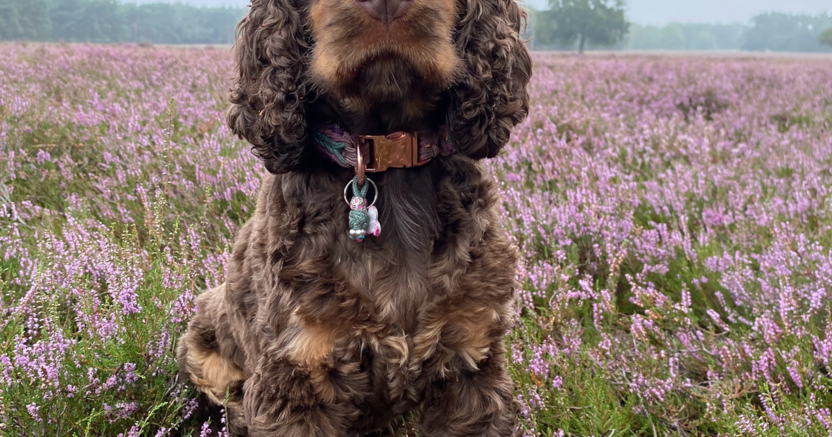 Premium Cocker Spaniel Puppies for Sale in Washington, District of ...