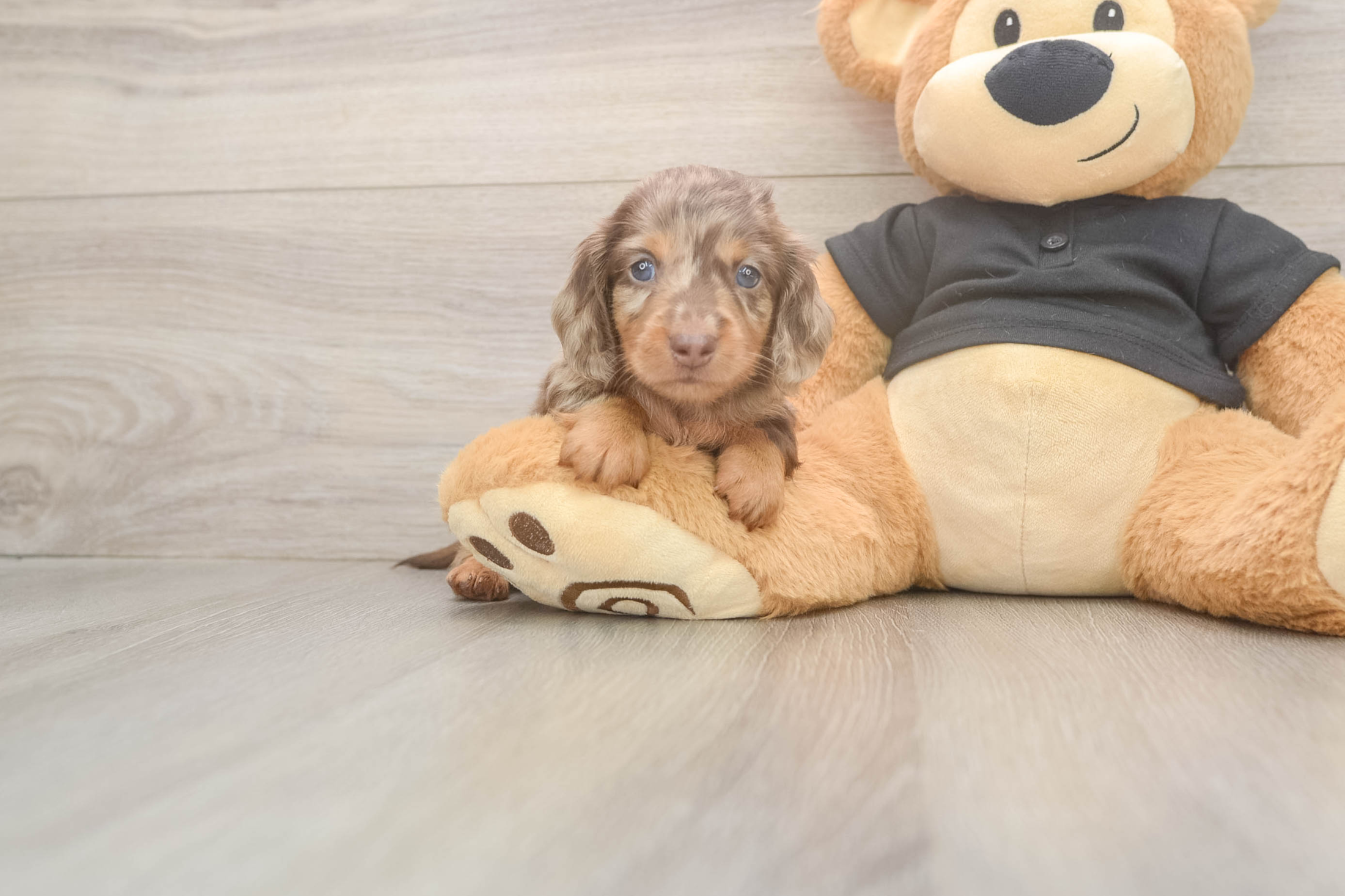 Photo Gallery: Beautiful Dachshund Pictures | Premier Pups