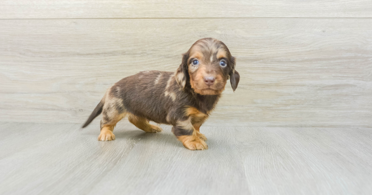 Cute Dachshund Droopy: 2lb 12oz Purebred Puppy