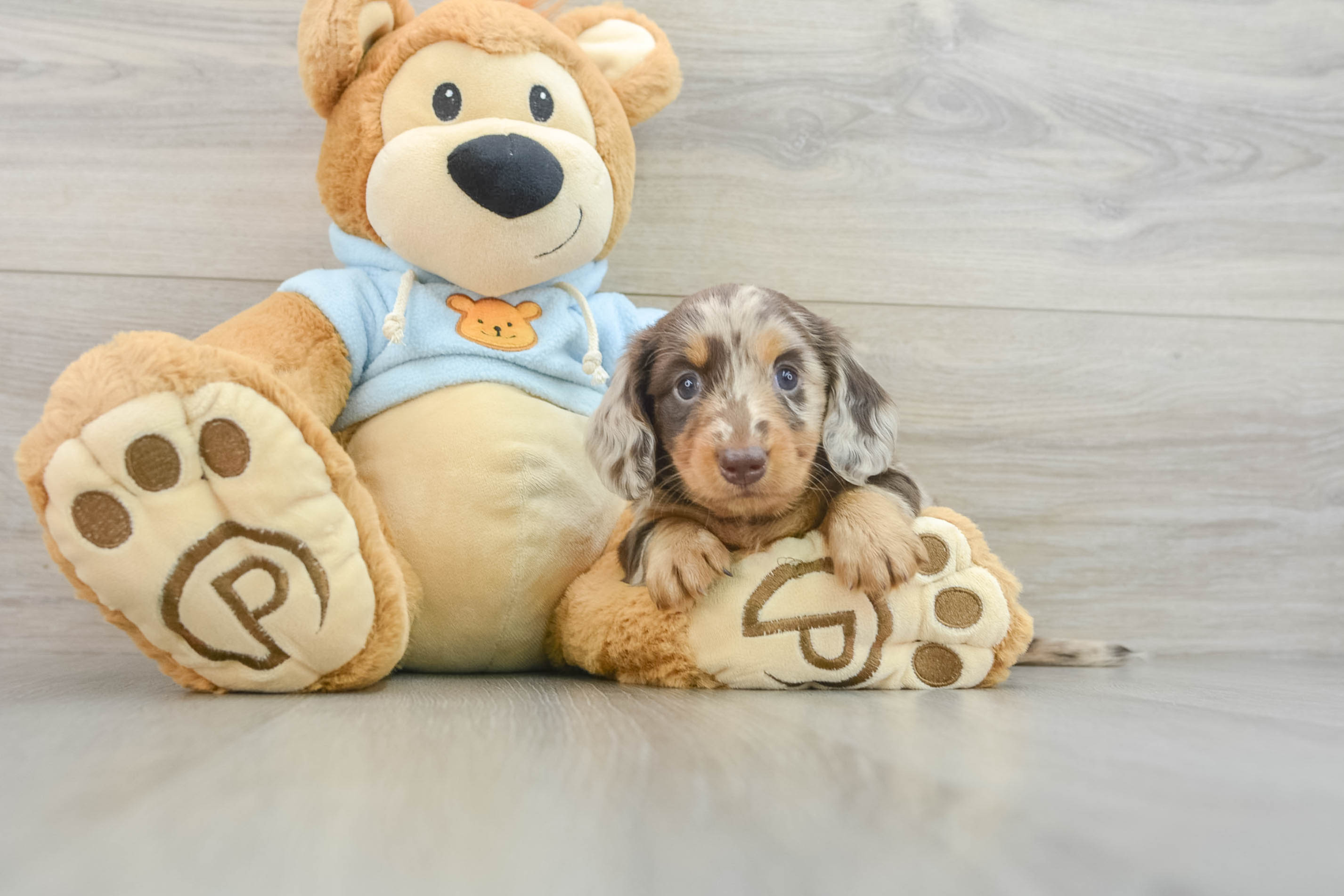 Photo Gallery: Beautiful Dachshund Pictures | Premier Pups