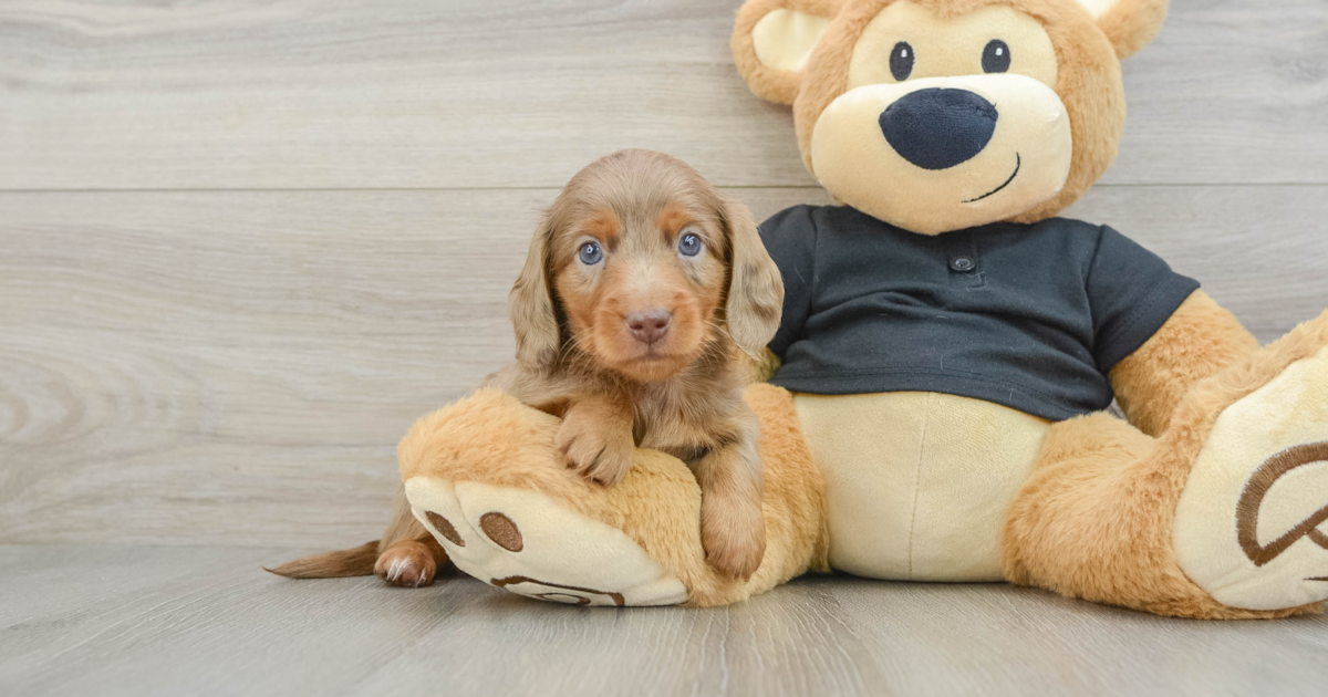 Cute Dachshund Lem: 3lb 15oz Purebred Puppy