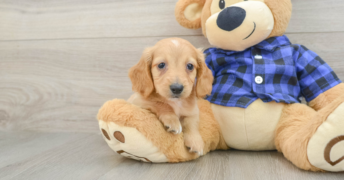 Cute Dachshund Lem: 3lb 15oz Purebred Puppy