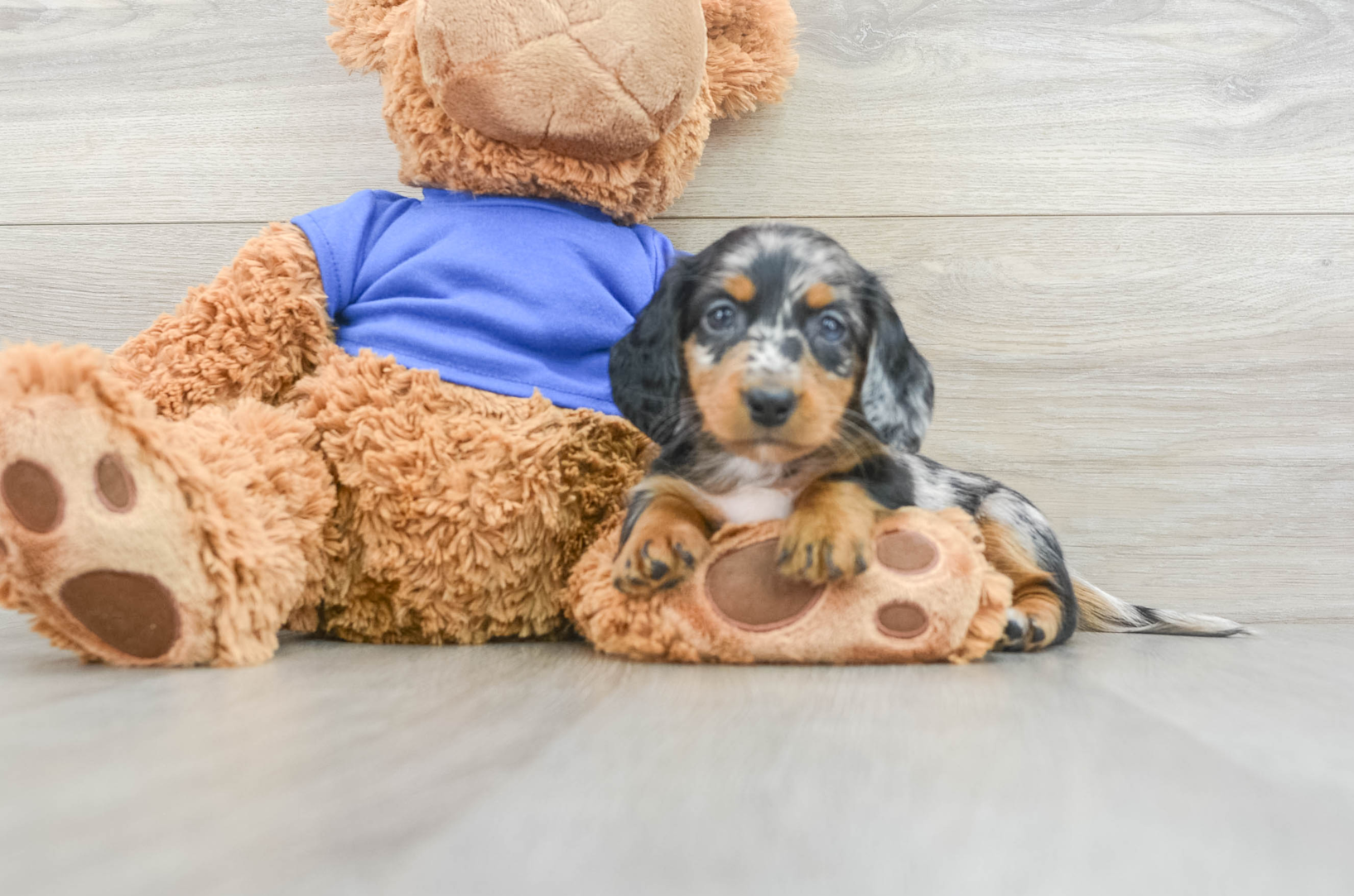 Purebred Dachshund Puppies For Sale - Premier Pups