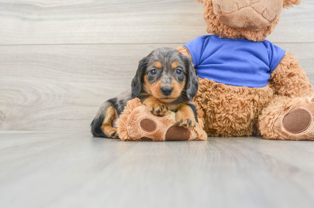 Purebred Dachshund Puppies For Sale - Premier Pups