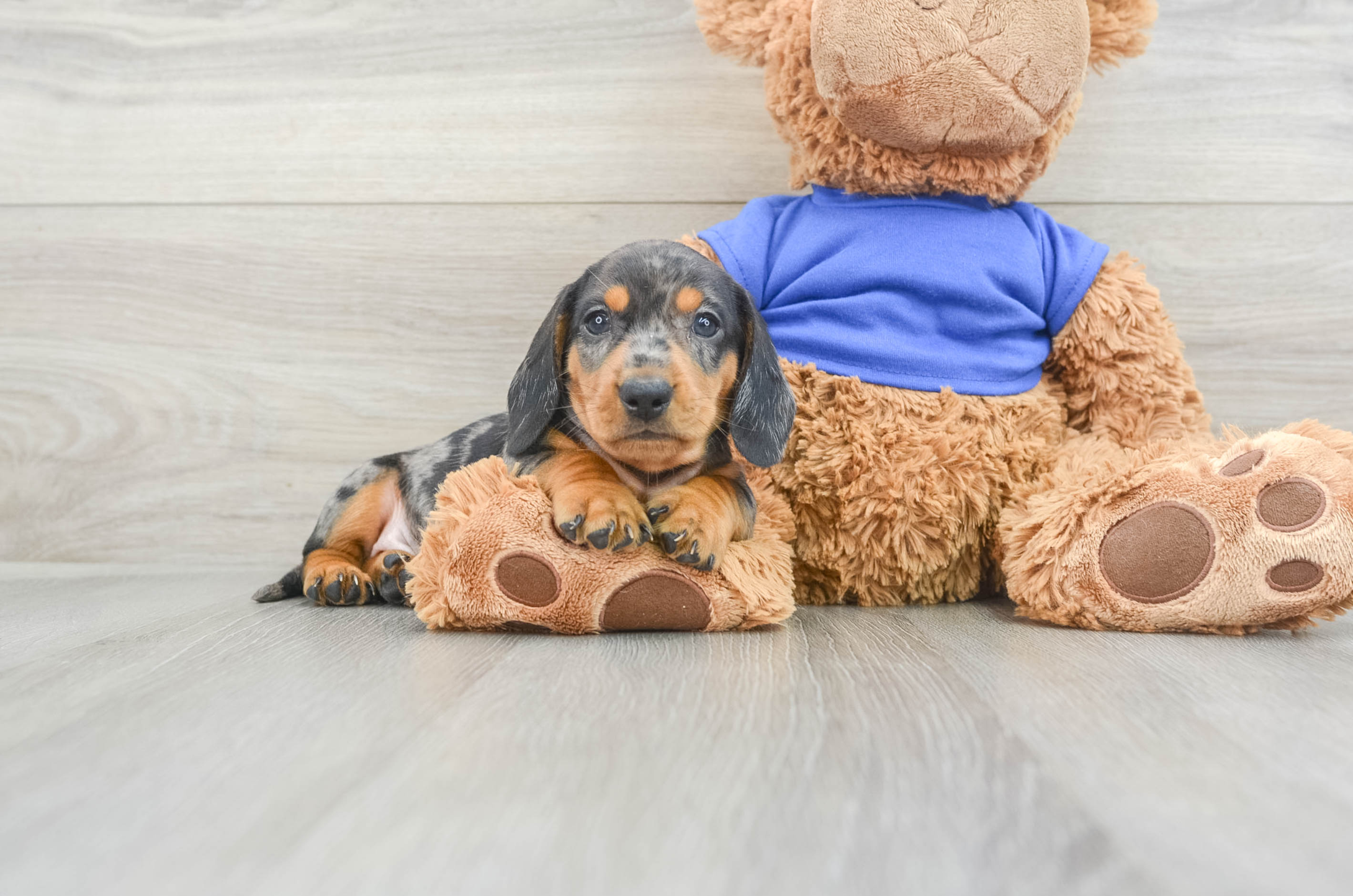 Purebred Dachshund Puppies For Sale - Premier Pups
