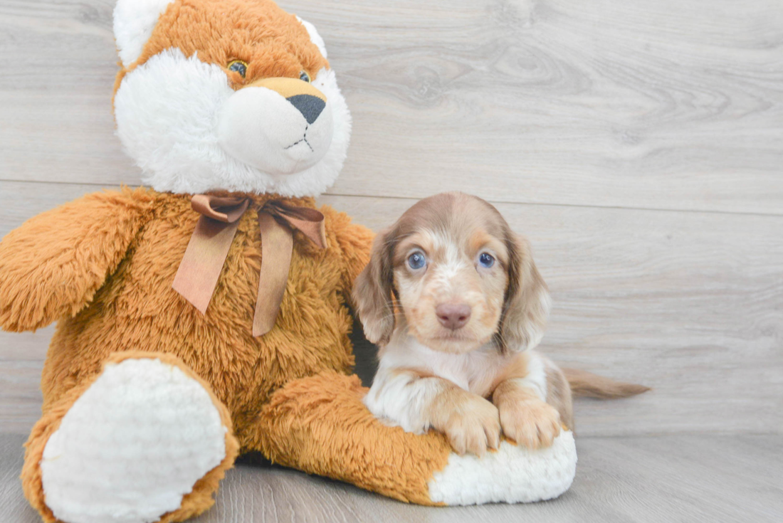 Photo Gallery: Beautiful Dachshund Pictures | Premier Pups