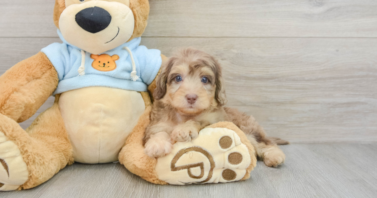 Cute Mini Doxiedoodle Shirley: 3lb 10oz Doodle Puppy