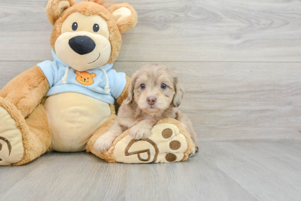 Cute Mini Doxiedoodle Shortcake: 3lb 9oz Doodle Puppy