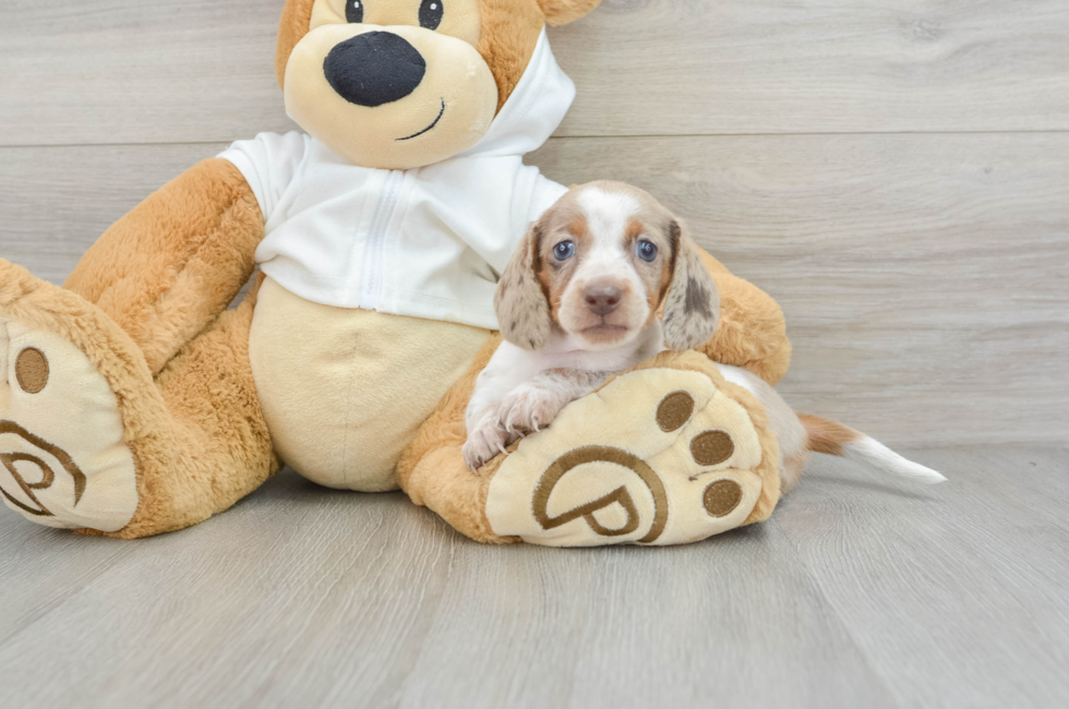 Purebred Dachshund Puppies For Sale - Premier Pups