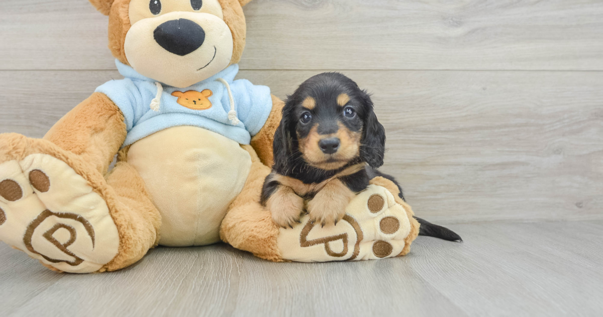 Cute Dachshund Slim: 4lb 3oz Purebred Puppy