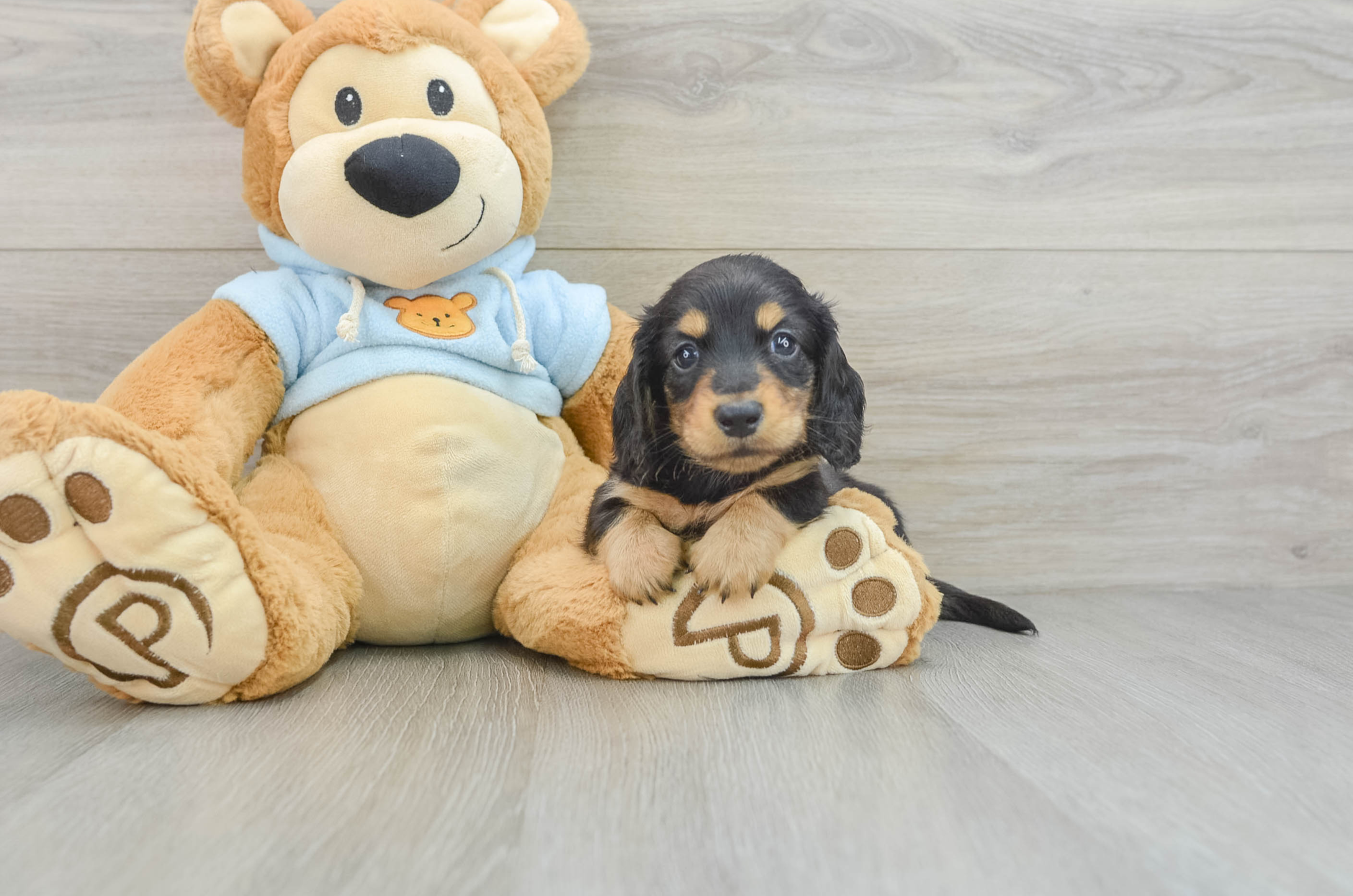 Purebred Dachshund Puppies For Sale - Premier Pups
