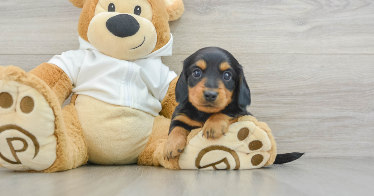 Cute Dachshund Slim: 3lb 13oz Purebred Puppy