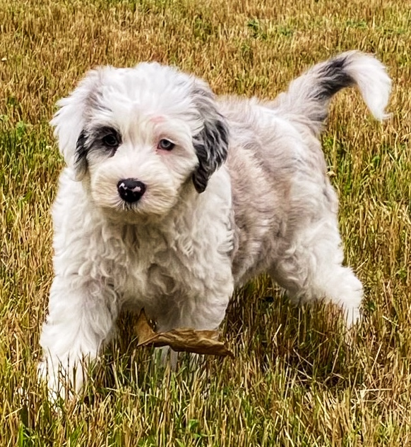 Toy & Mini Sheepadoodle Puppies for Sale | Premier Pups