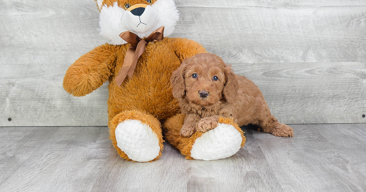 Fluffy Mini Goldendoodle Perry: 5lb 7oz Doodle Puppy
