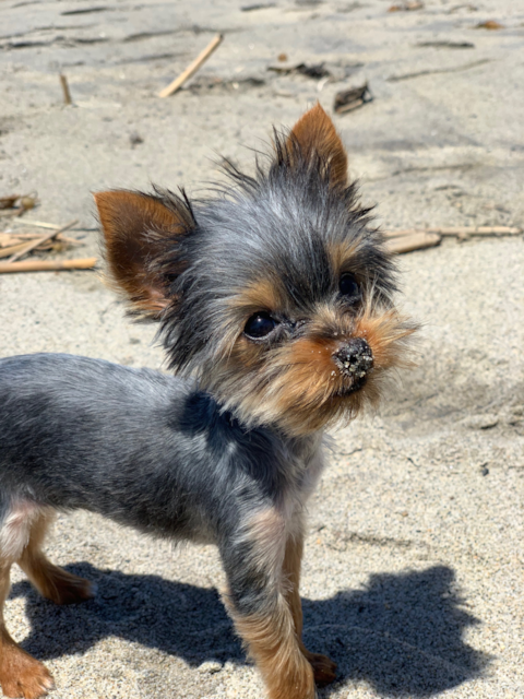 Yorkshire Terrier Puppies For Sale | Premier Pups