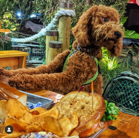 Mini Goldendoodle Puppies for Sale | Premier Pups
