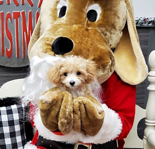 Maltipoo Puppies For Sale | Premier Pups