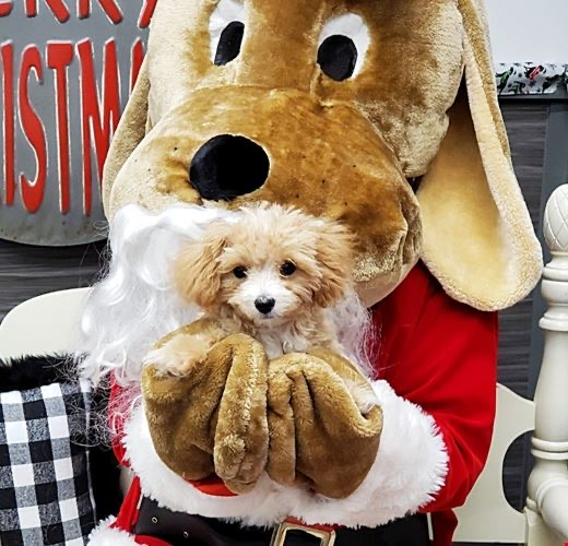 Maltipoo Puppies For Sale | Premier Pups