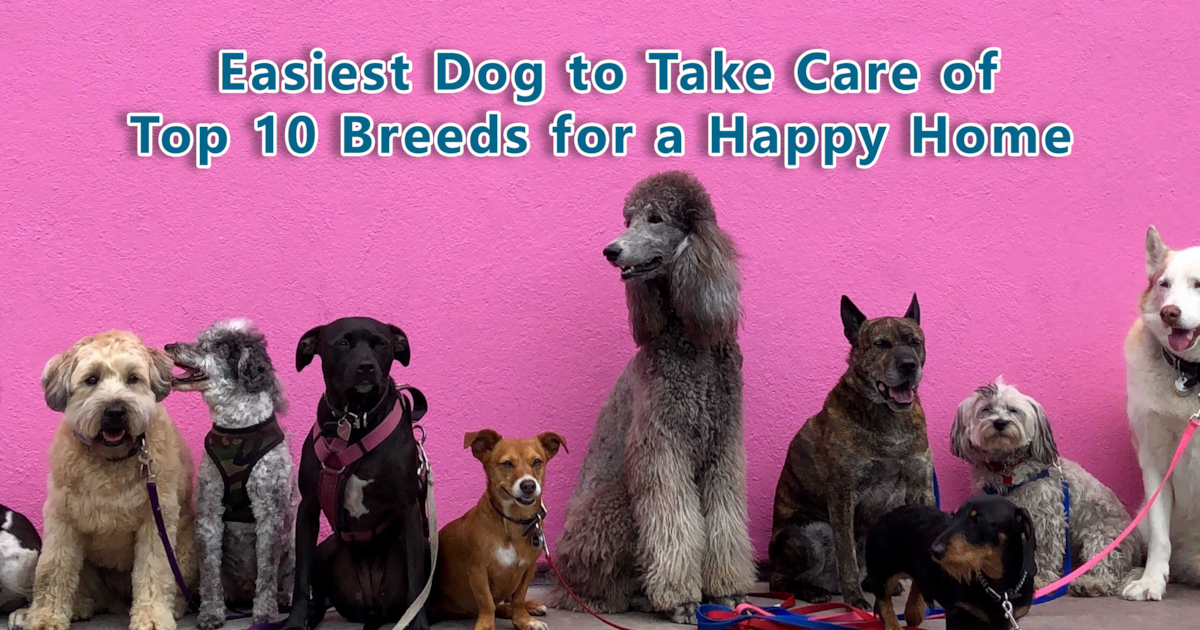 Easiest Dog to Take Care of - Top 10 Breeds for a Happy Home | Premier Pups