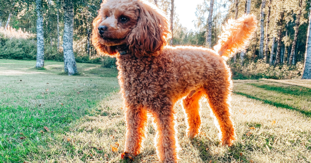 Everything You Need to Know About Puppy Color Changes