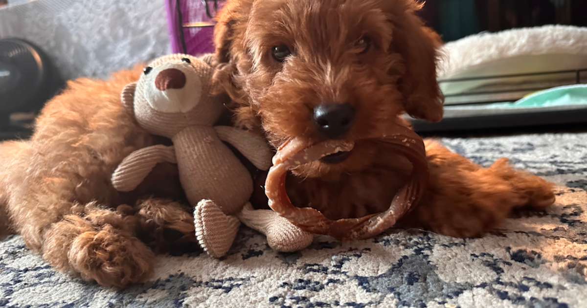 F1 Mini Goldendoodle Guide: Size, Pics, Traits, Cost & More