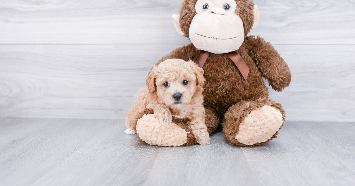 Energetic Cavapoo Jenna: 2lb 5oz Doodle Puppy