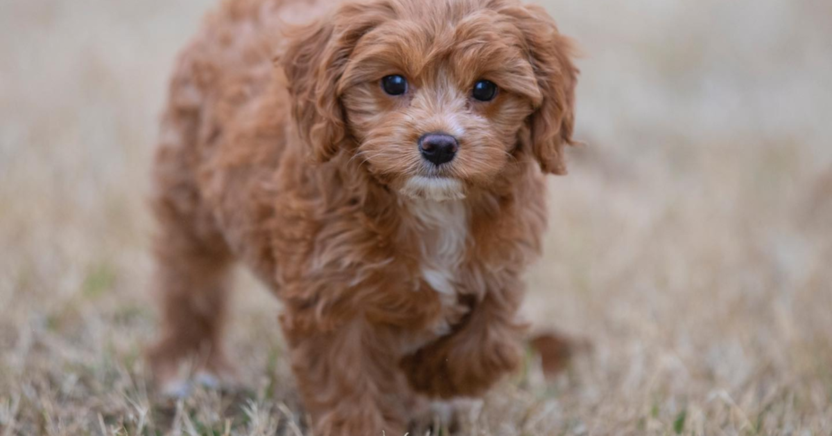 F1b Cavapoo Complete Guide: Traits, Care, & Costs | Premier Pups