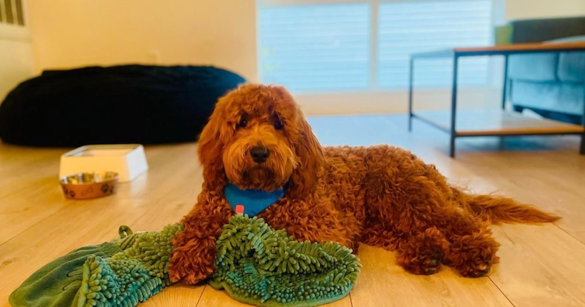 F1B Mini Goldendoodle: Best Traits, Size, Shedding & FAQs