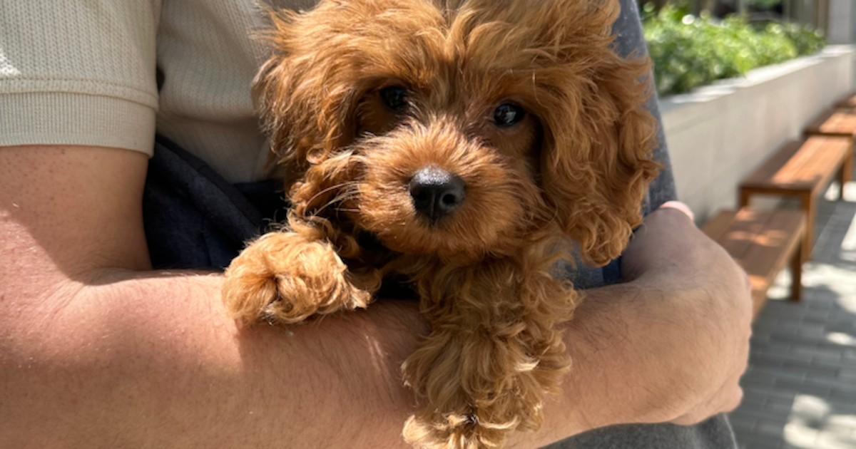 F2 Cavapoo: A Beginner’s Guide to Second Generation Cavapoos