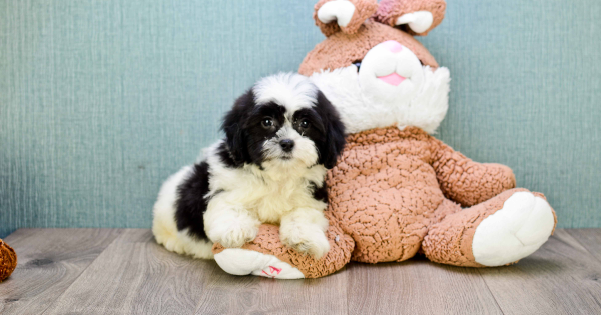 Friendly Teddy Bear Mario: 3lb 14oz Designer Puppy