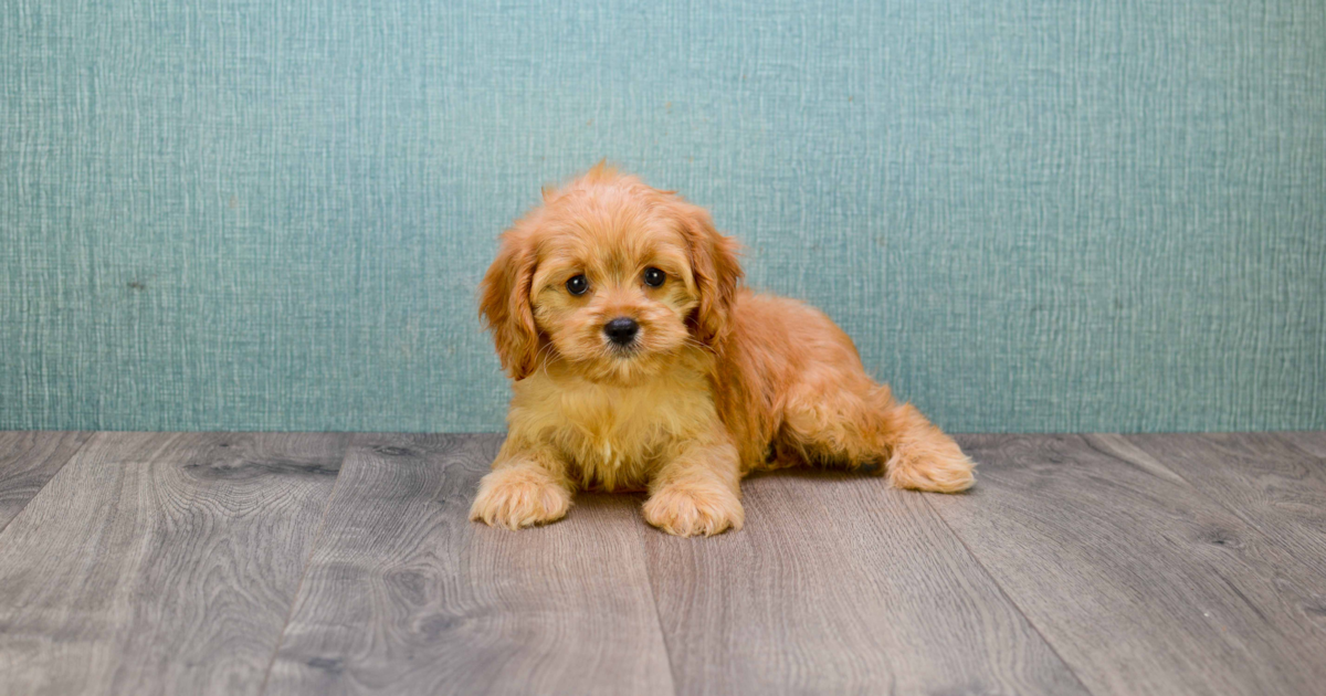 Energetic Cavapoo Ruby: 3lb 1oz Doodle Puppy