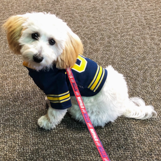 Poochon Puppies for Sale