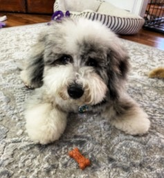 Toy & Mini Sheepadoodle Puppies for Sale | Premier Pups