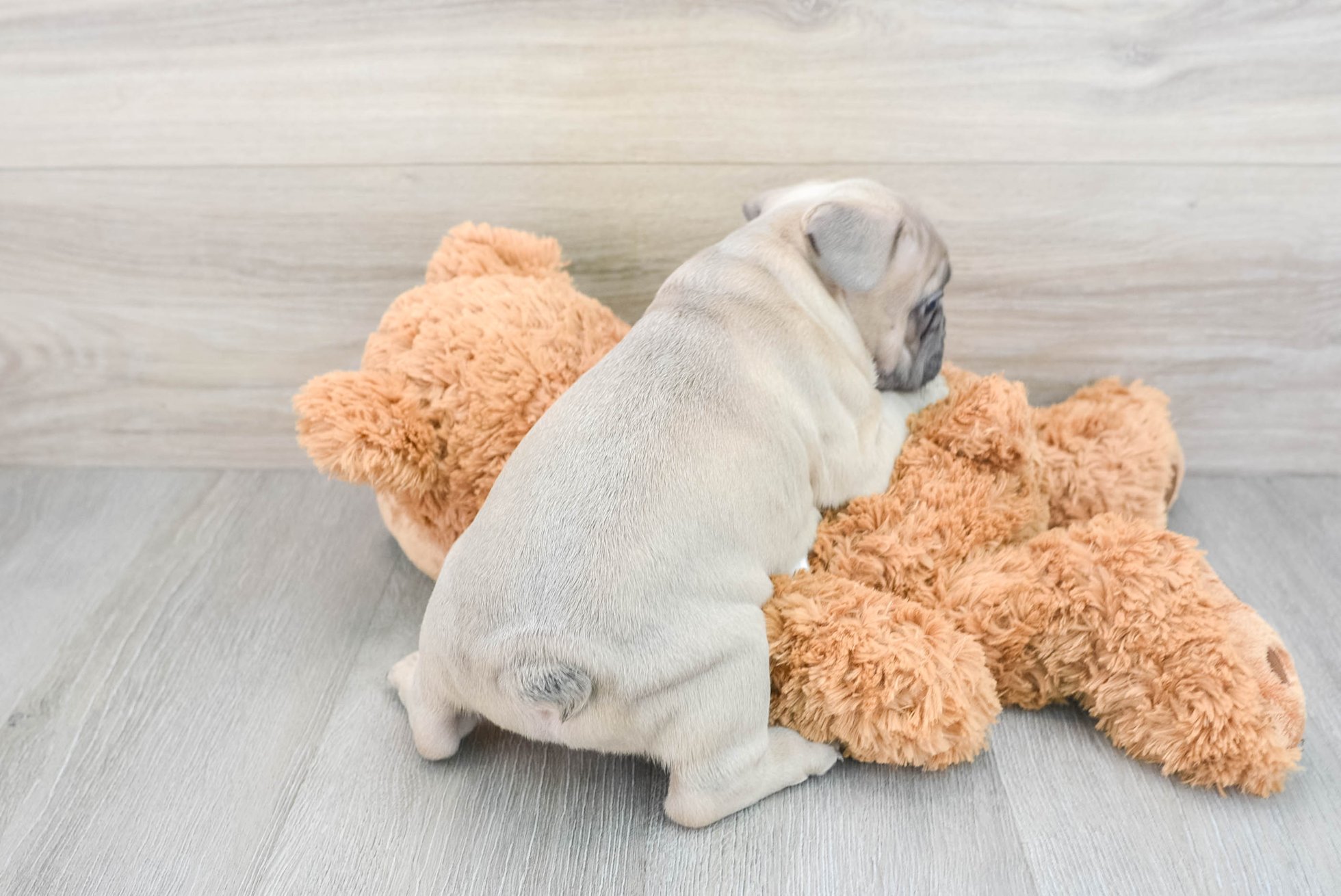 Little French Bulldog Blue - Meet Today in Pilesgrove Pups: 9lb 4oz ...