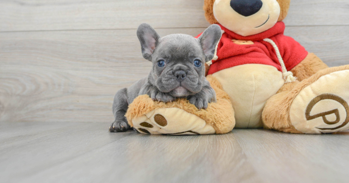 Funny French Bulldog Bullet: 5lb 5oz Purebred Puppy