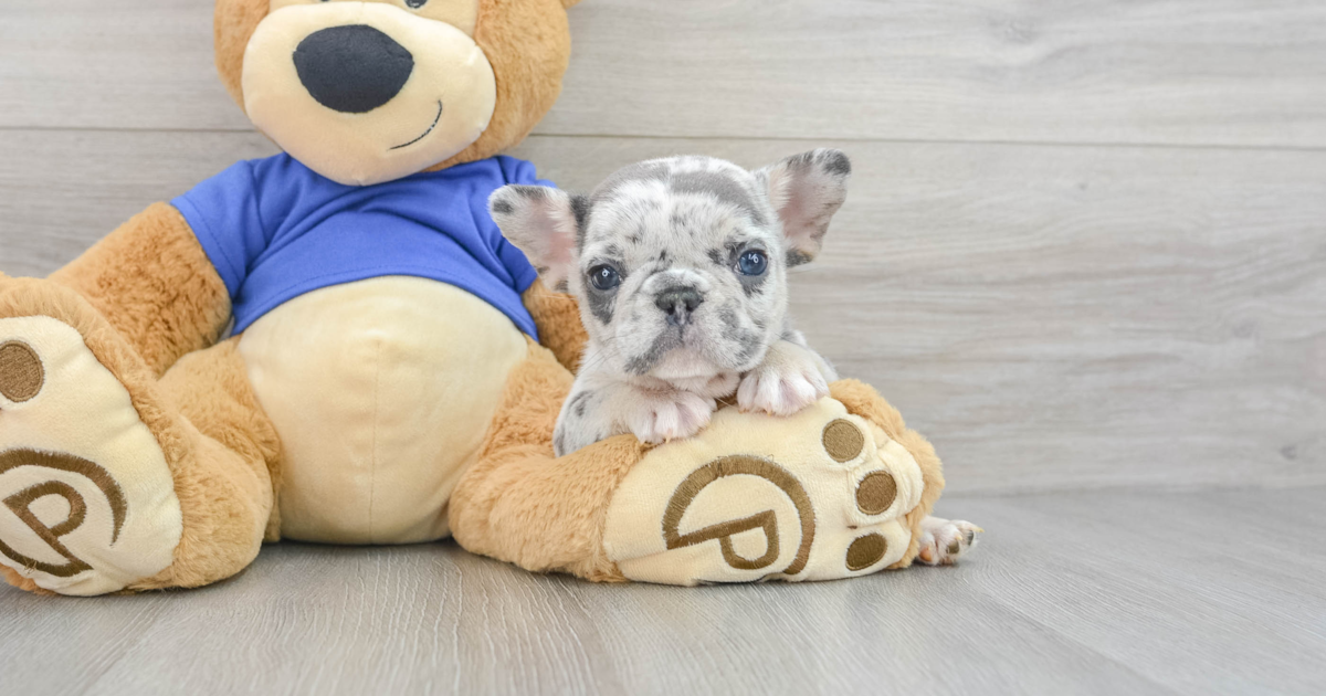 Adorable French Bulldog Bullet: 3lb 14oz Purebred Puppy