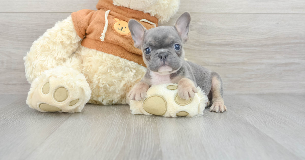 Energetic French Bulldog Bullet: 4lb 7oz Purebred Puppy